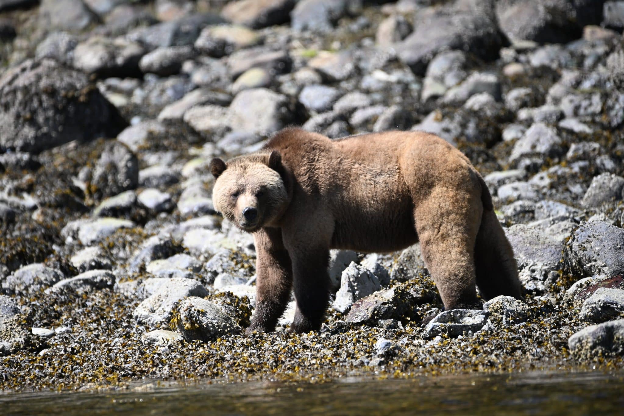 Spring Emergence: When Grizzlies Wake in the Great Bear Rainforest ...